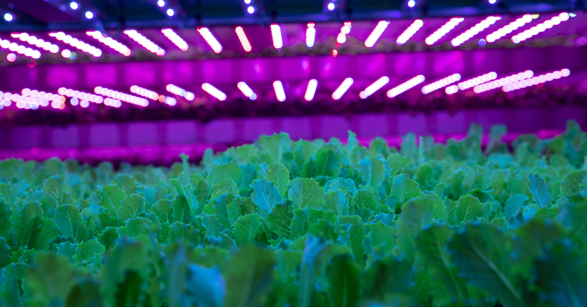 COFRA’s Sustainable Food Group joins Intelligent Growth Solutions’ GBP ...